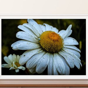 Daisy and the Spider Photography Print, Digital Download, Wall Art ...