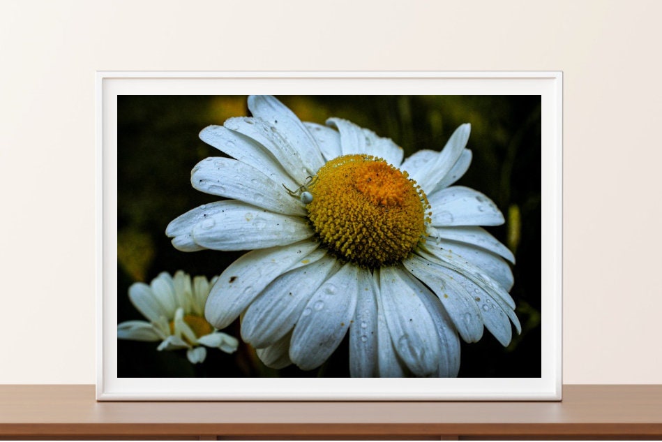 Daisy and the Spider Photography Print, Digital Download, Wall Art ...