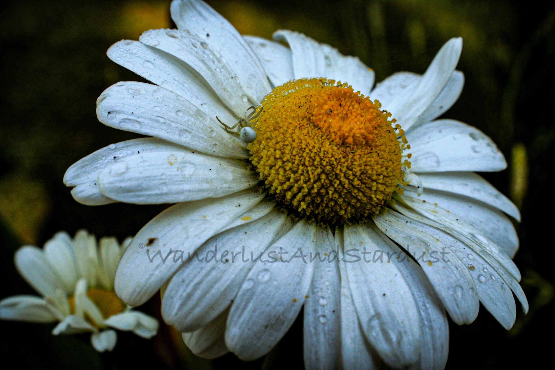 Daisy and the Spider Photography Print, Digital Download, Wall Art ...