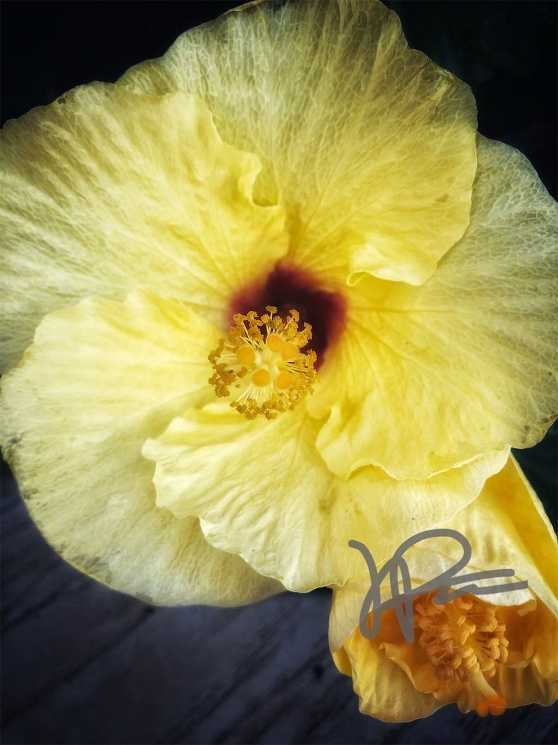 Spotlight on Hibiscus - Etsy