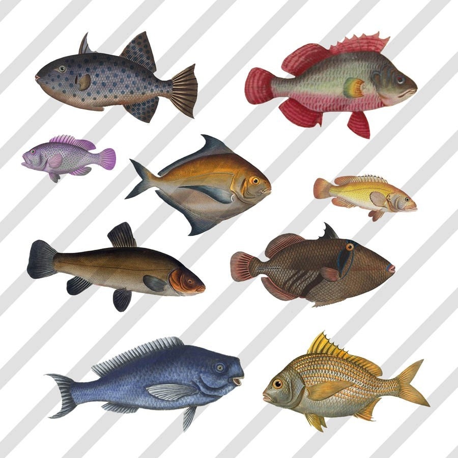 Digital Collage Sheet Colorful FISH sheet No.fs95 Instant - Etsy