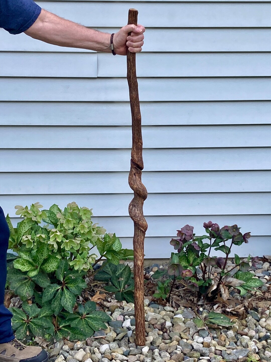 Kentucky Vine Curled Walking Stick / Hiking Stick / Journey Stick ...