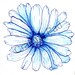Hand Drawn Blue Flower - Original Ink Drawing - Printable PNG File ...