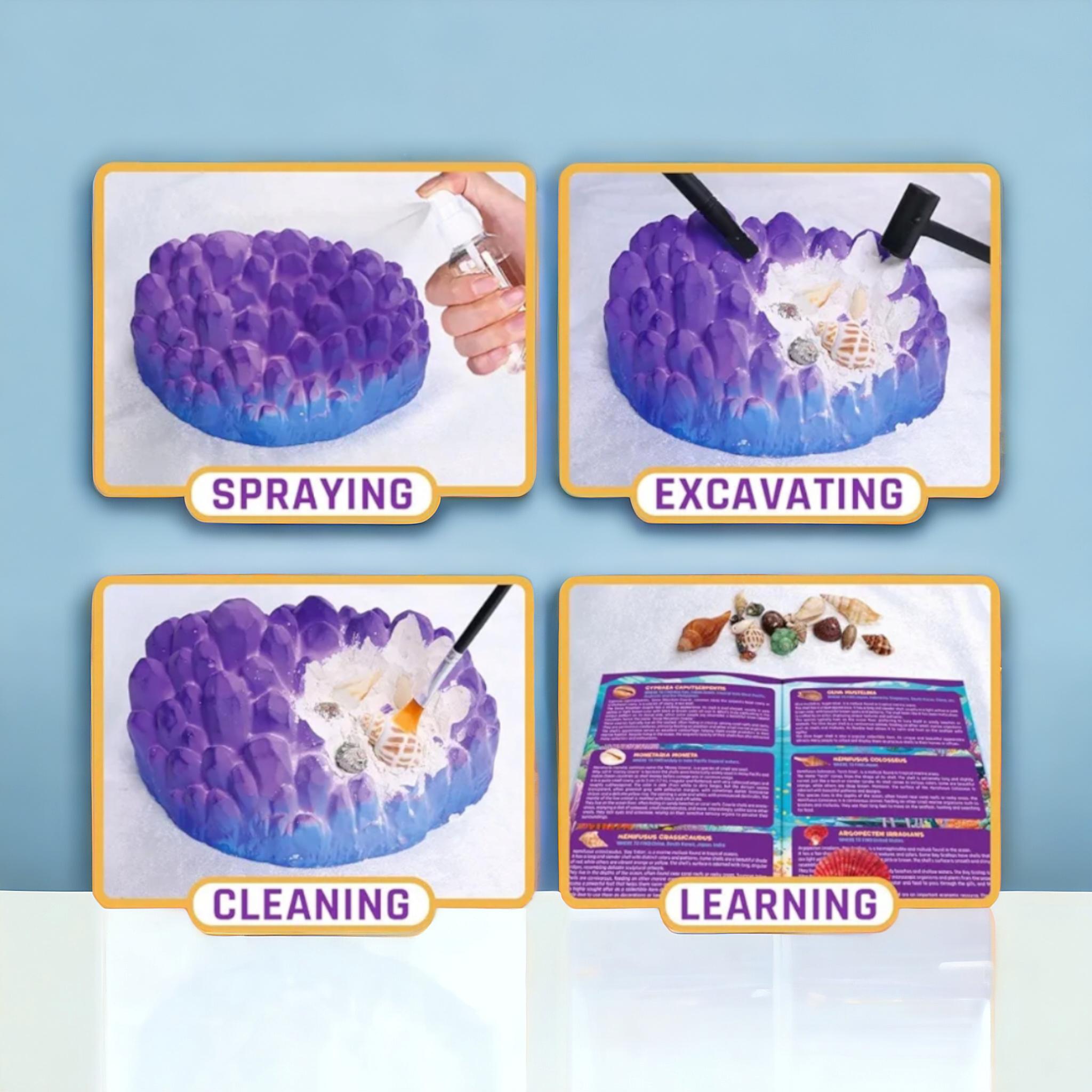 Ocean Fossil Dig Kit for Kids Discover 20 Real Shells & Sea Creatures ...