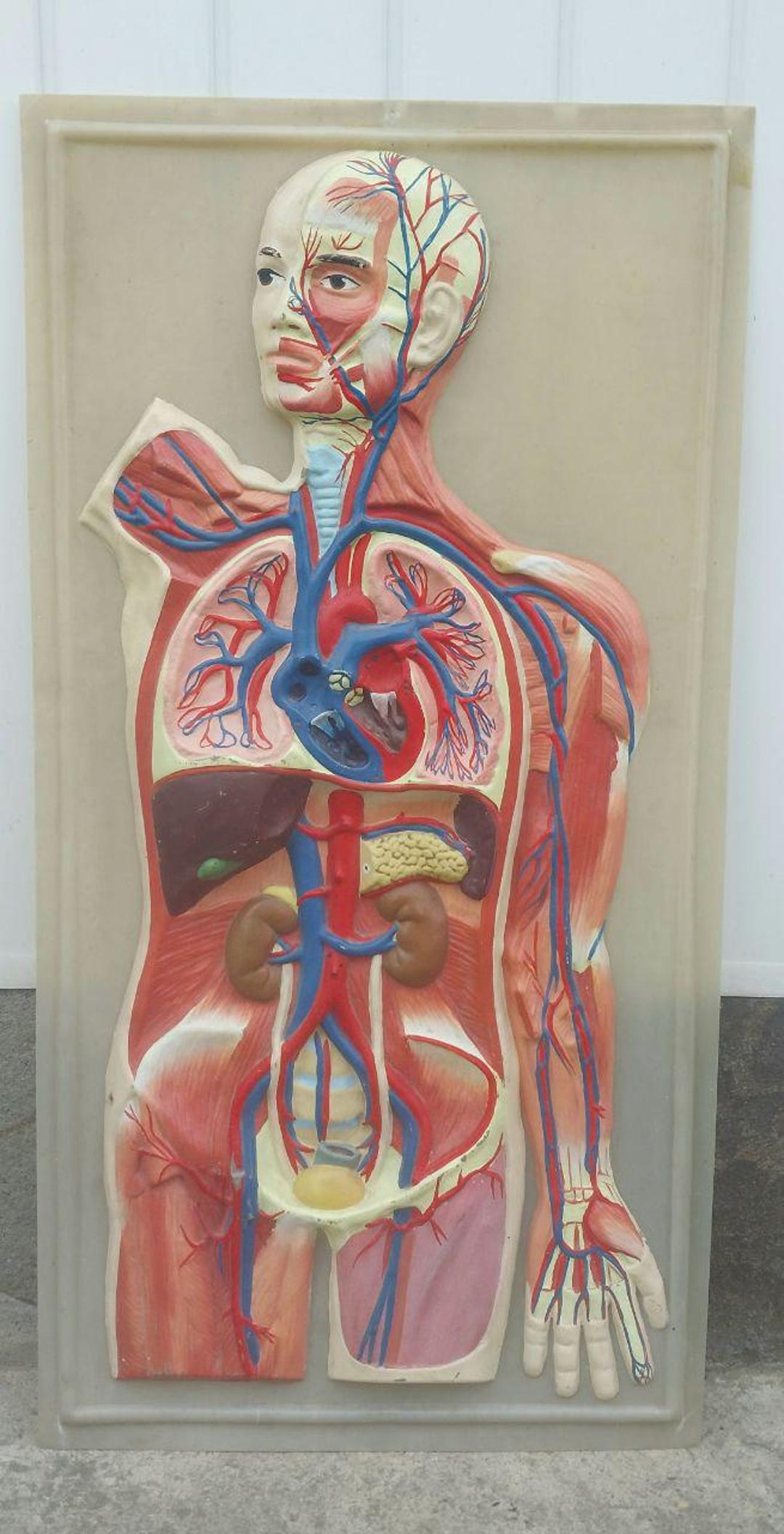 Vintage Soviet Plastic Model Anatomy of Human Organs - Etsy