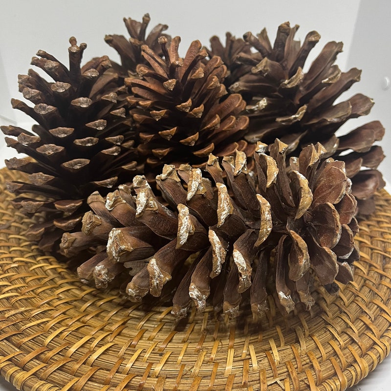 Natural Pine Cone - Etsy
