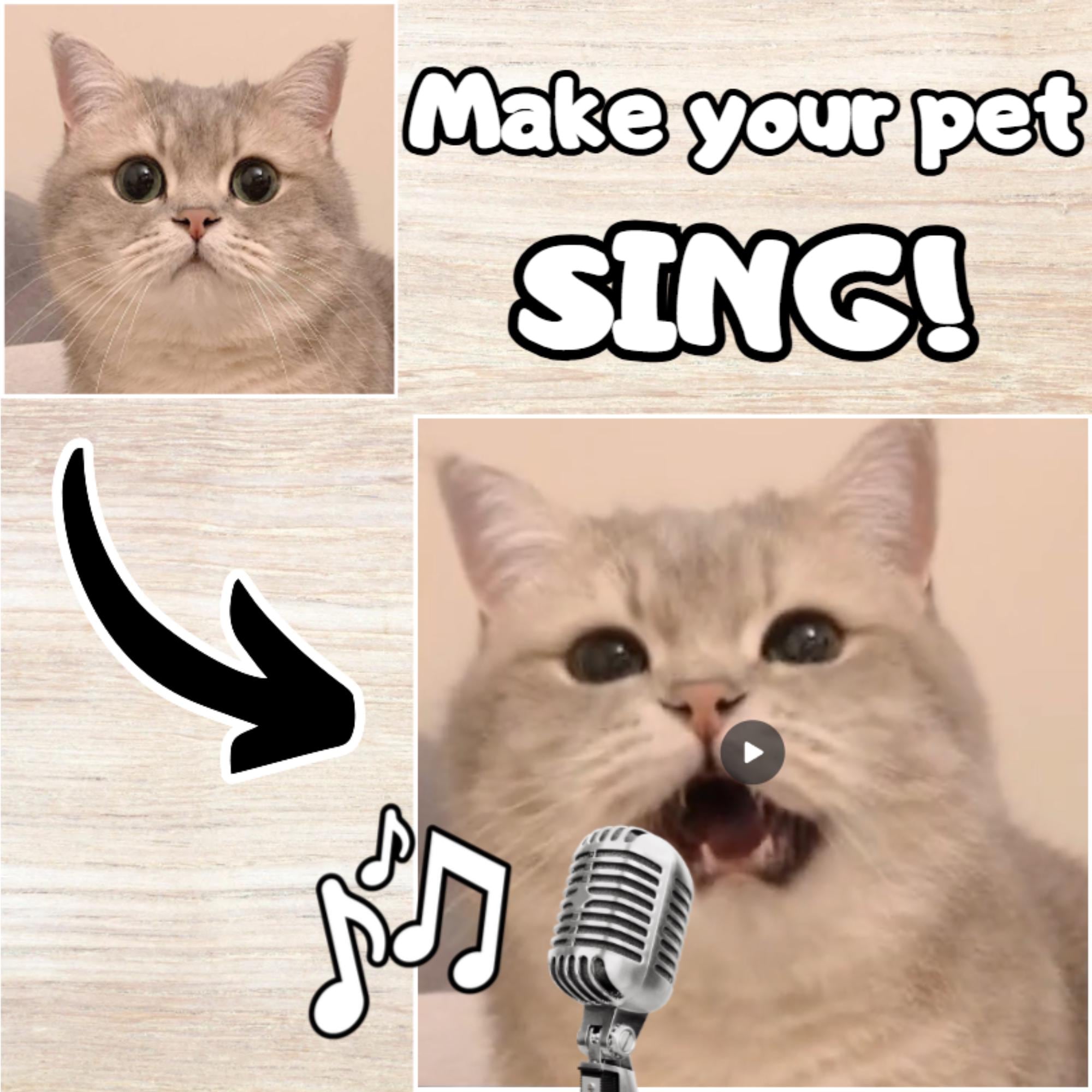 Custom Pet Singing Video, Make Your Pet Sing Any Song Personalized Dog ...