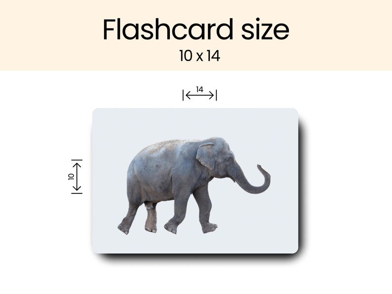 Safari Animals Flashcards: Real Photos of Safari Animals, Montessori ...