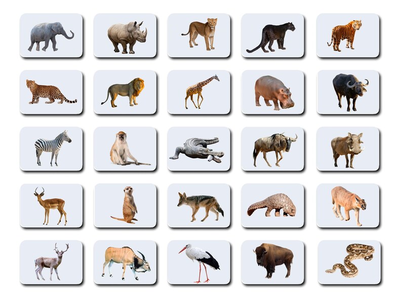 Safari Animals Flashcards: Real Photos of Safari Animals, Montessori ...