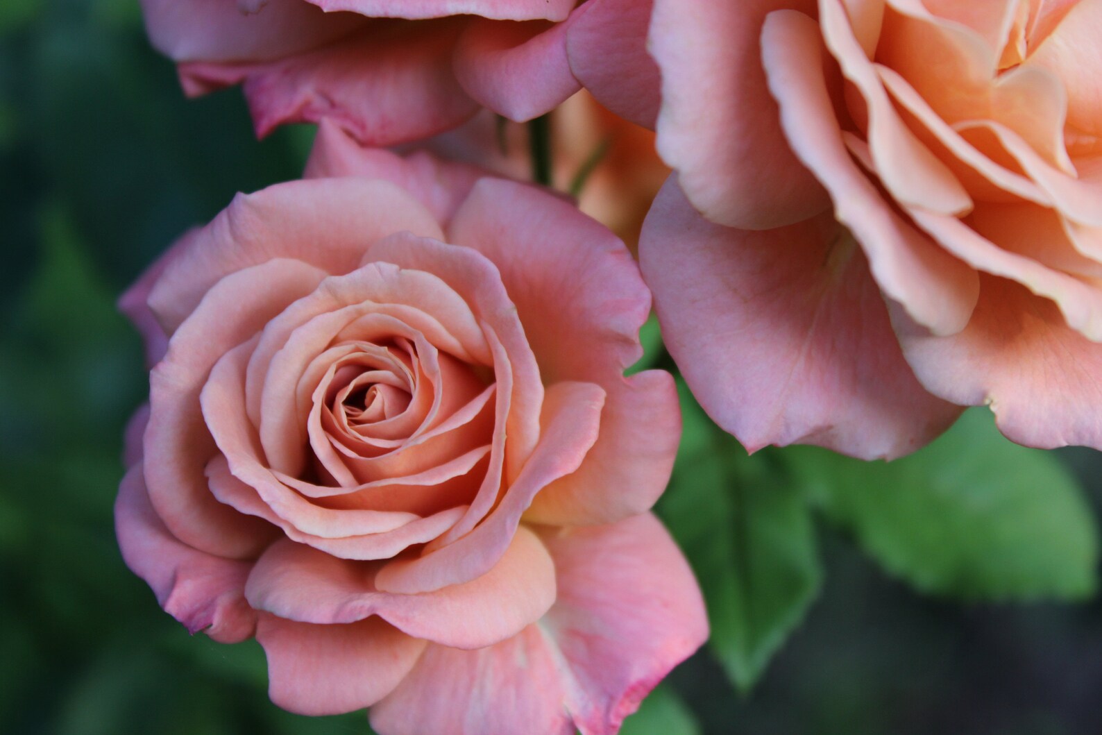 Roses, Nature, Photography, Photo, Nature Photography - Etsy
