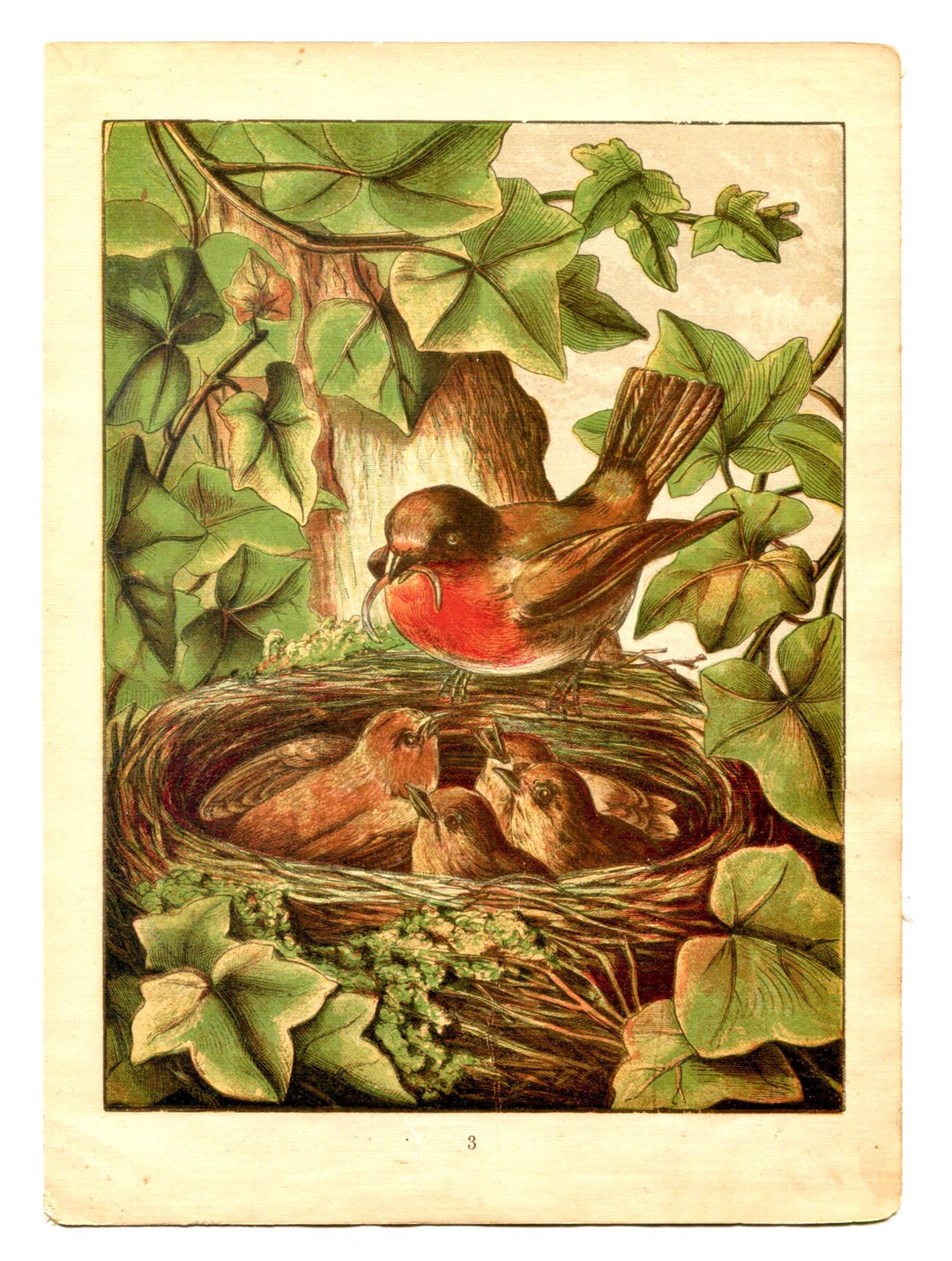 Antique Victorian 1880's Robins Nesting, Birds Bookplate, Illustration ...
