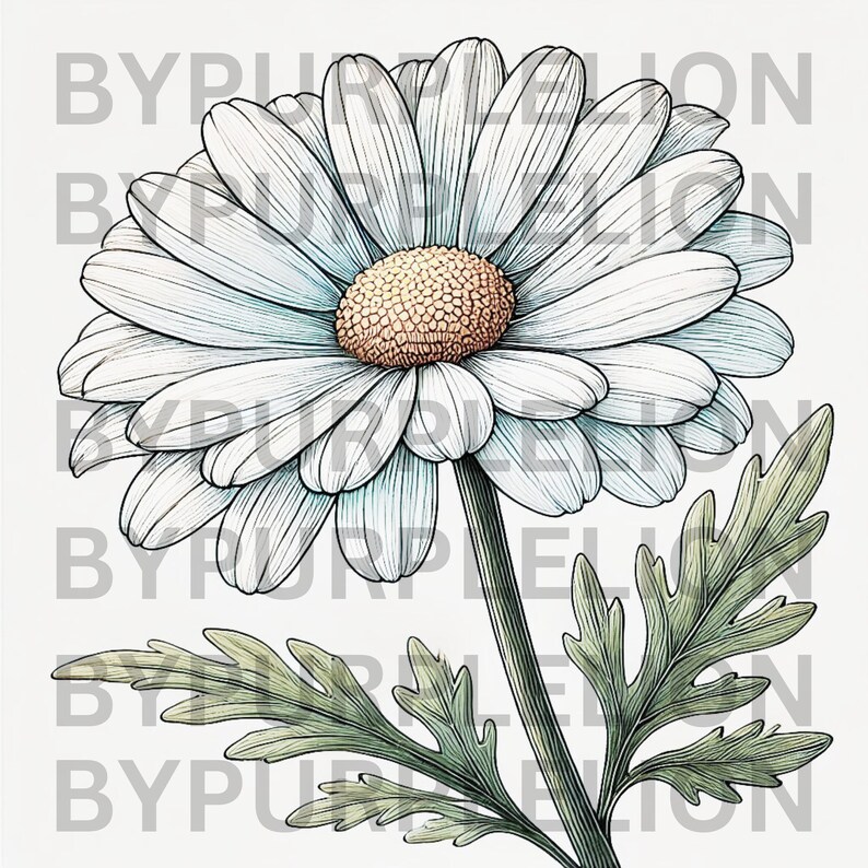 Daisy Blooms Black White Color Line Art Collection SVG, PNG, JPG - Etsy