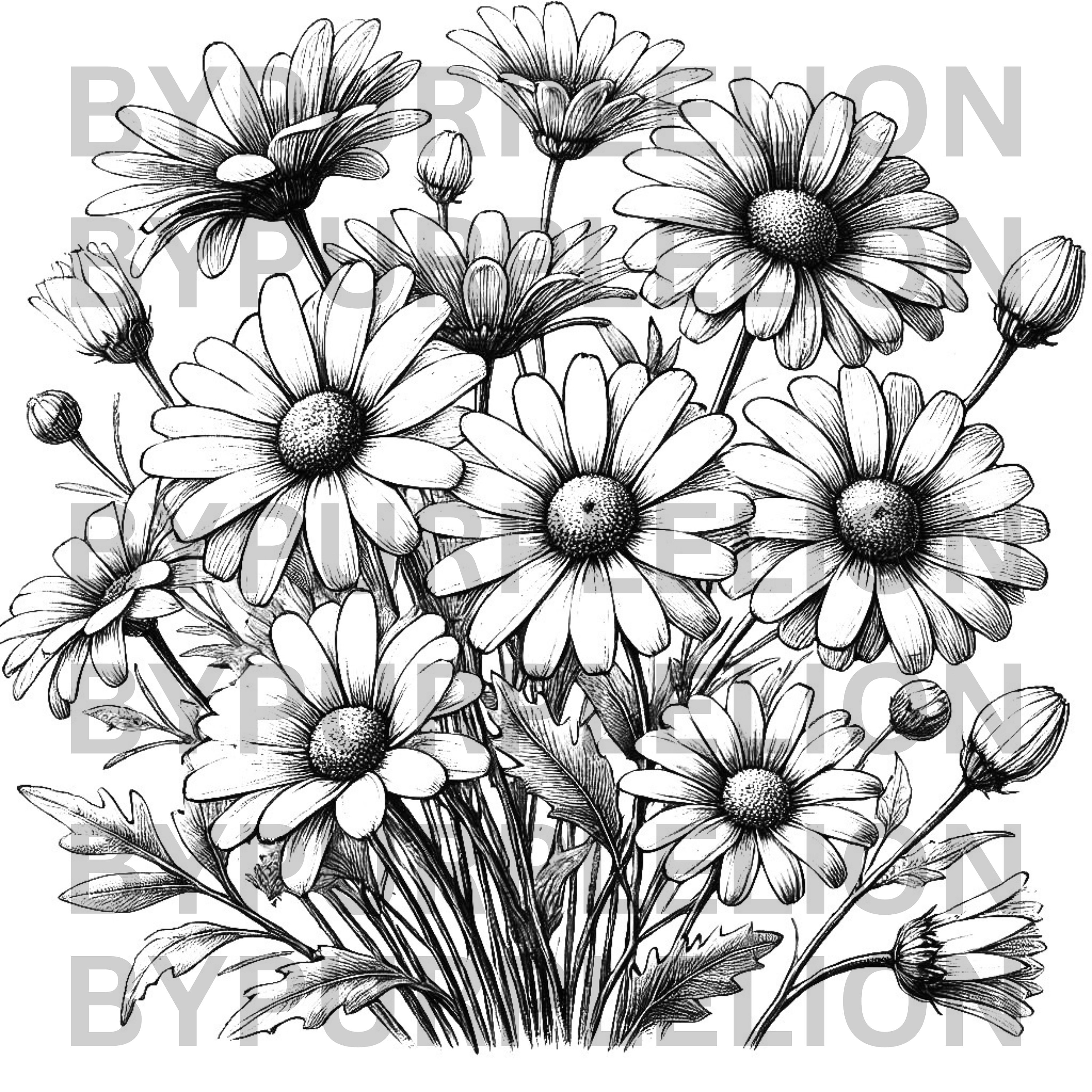 Daisy Blooms Black White Color Line Art Collection SVG, PNG, JPG - Etsy
