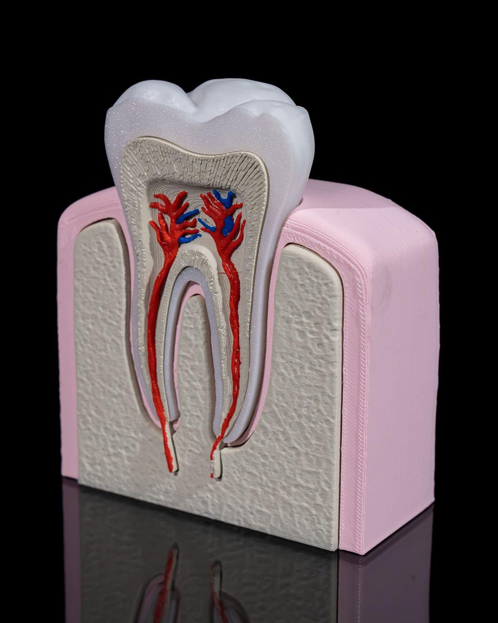 3D Printed Premolar Tooth Model – A Detailed Educational Tool for ...