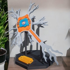 3D Printed Nerve Cell Cross-section – Dive Deep Into Neuroanatomy - Etsy