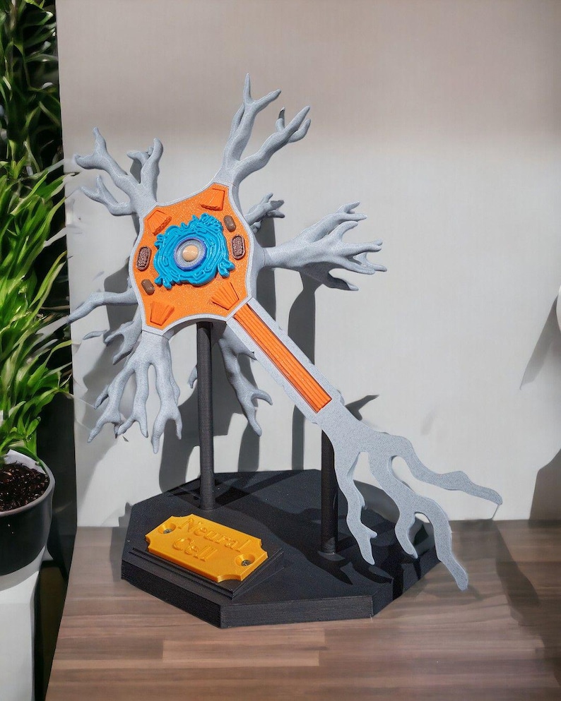 3D Printed Nerve Cell Cross-section – Dive Deep Into Neuroanatomy - Etsy