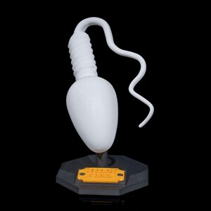 3D Printed Sperm Cell Model – A Must-have for Biology Classrooms! - Etsy