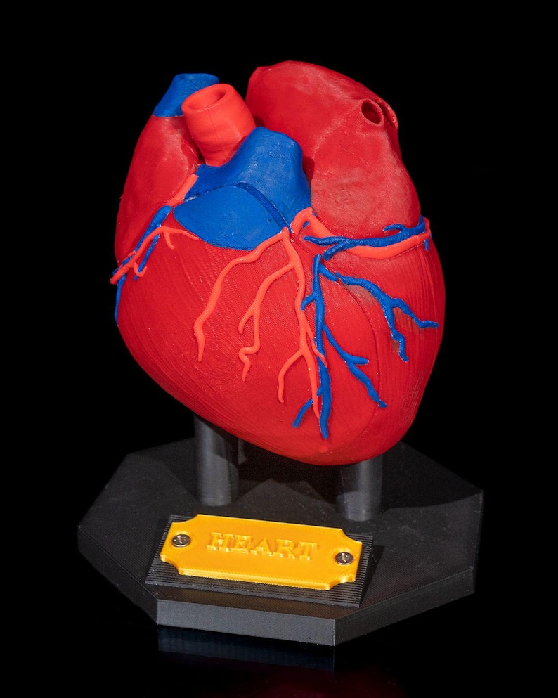 3D Printed Heart Model – A Detailed and Educational Anatomical Tool! - Etsy