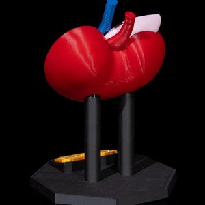 3D Printed Kidney Model – A Detailed Educational Tool for Renal Anatomy ...