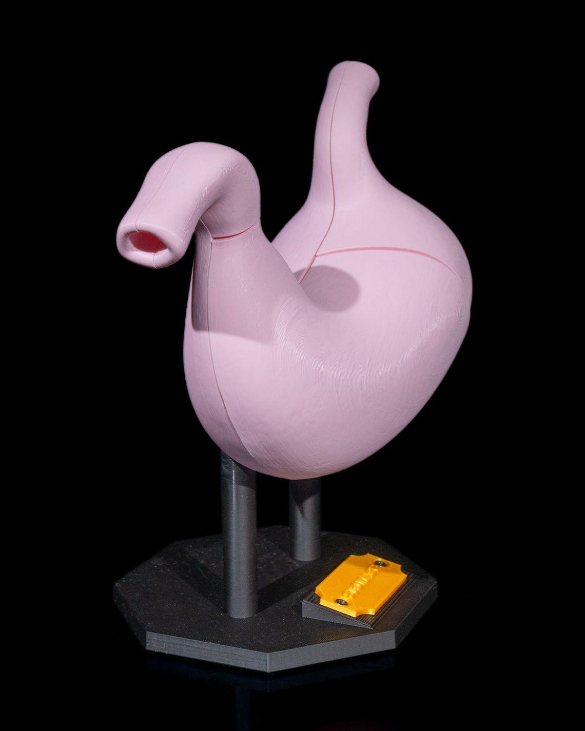 3D Printed Stomach Model – A Detailed Educational Tool for Digestive ...