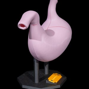 3D Printed Stomach Model – A Detailed Educational Tool for Digestive ...
