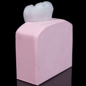 3D Printed Premolar Tooth Model – A Detailed Educational Tool for ...