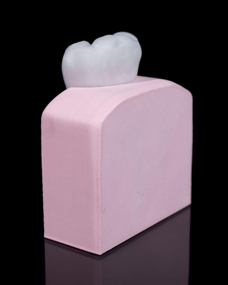 3D Printed Premolar Tooth Model – A Detailed Educational Tool for ...