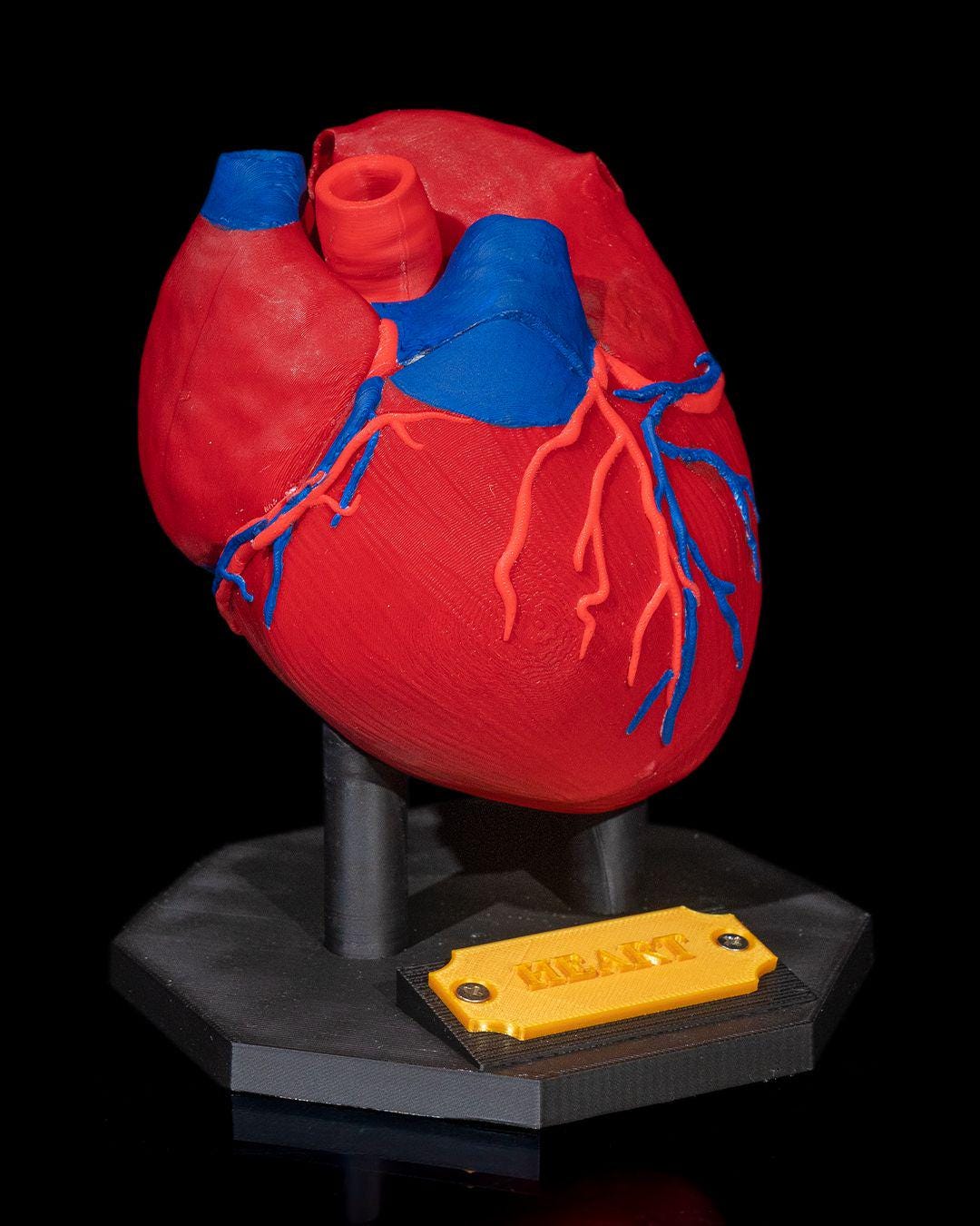 3D Printed Heart Model – A Detailed and Educational Anatomical Tool! - Etsy