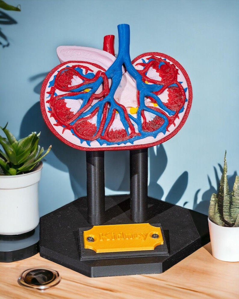 3D Printed Kidney Model – A Detailed Educational Tool for Renal Anatomy ...