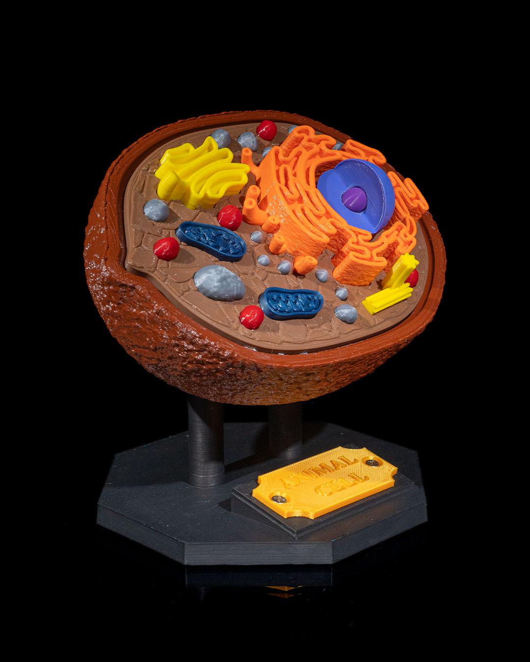 3D Printed Animal Cell Model – A Perfect Blend of Education and ...