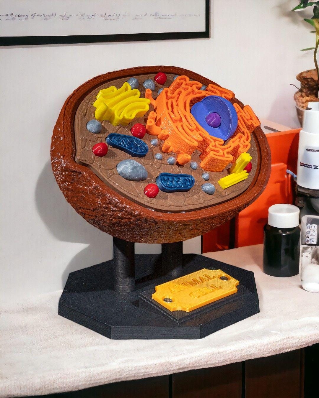 3D Printed Animal Cell Model – A Perfect Blend of Education and ...