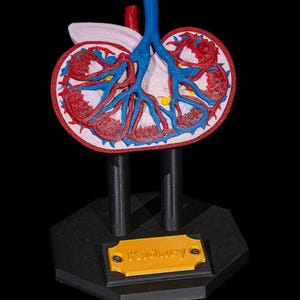 3D Printed Kidney Model – A Detailed Educational Tool for Renal Anatomy ...