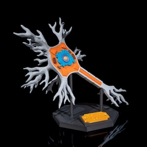 3D Printed Nerve Cell Cross-section – Dive Deep Into Neuroanatomy - Etsy