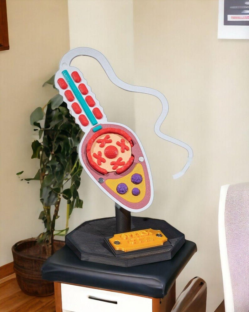 3D Printed Sperm Cell Model A Must-have for Biology Classrooms - Etsy