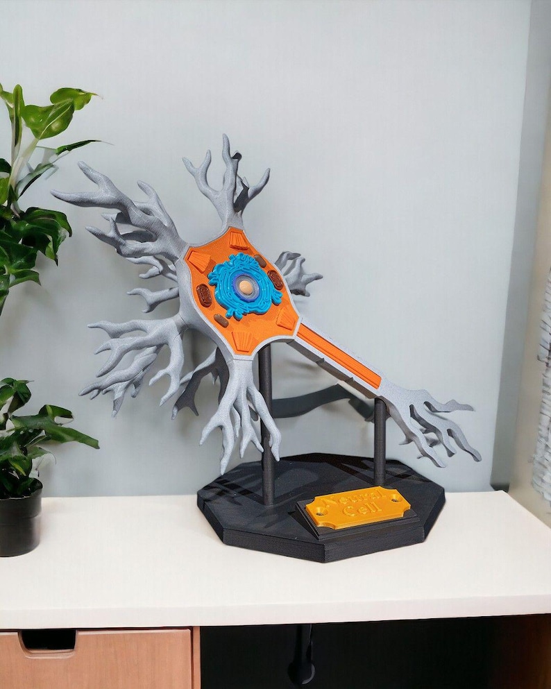 3D Printed Nerve Cell Cross-section – Dive Deep Into Neuroanatomy - Etsy