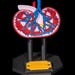 3D Printed Kidney Model – A Detailed Educational Tool for Renal Anatomy ...
