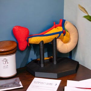 Pancreas Biology Model – A Hands-on Learning Tool for Understanding ...