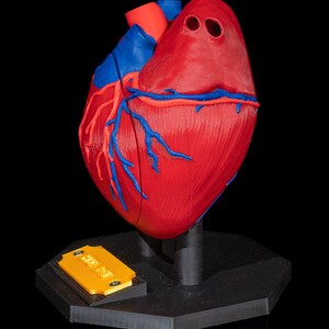 3D Printed Heart Model – A Detailed and Educational Anatomical Tool! - Etsy