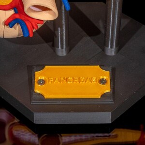 Pancreas Biology Model – A Hands-on Learning Tool for Understanding ...