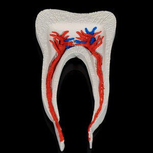 3D Printed Premolar Tooth Model – A Detailed Educational Tool for ...