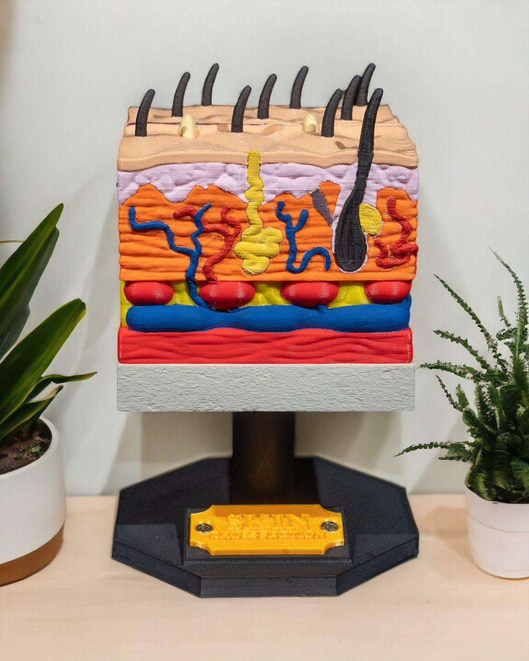 3D Printed Skin Layer Model – A Comprehensive Cross-section for Biology ...