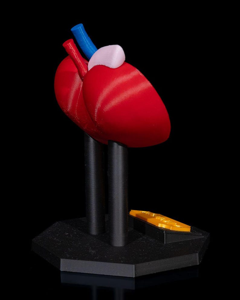 3D Printed Kidney Model – A Detailed Educational Tool for Renal Anatomy ...