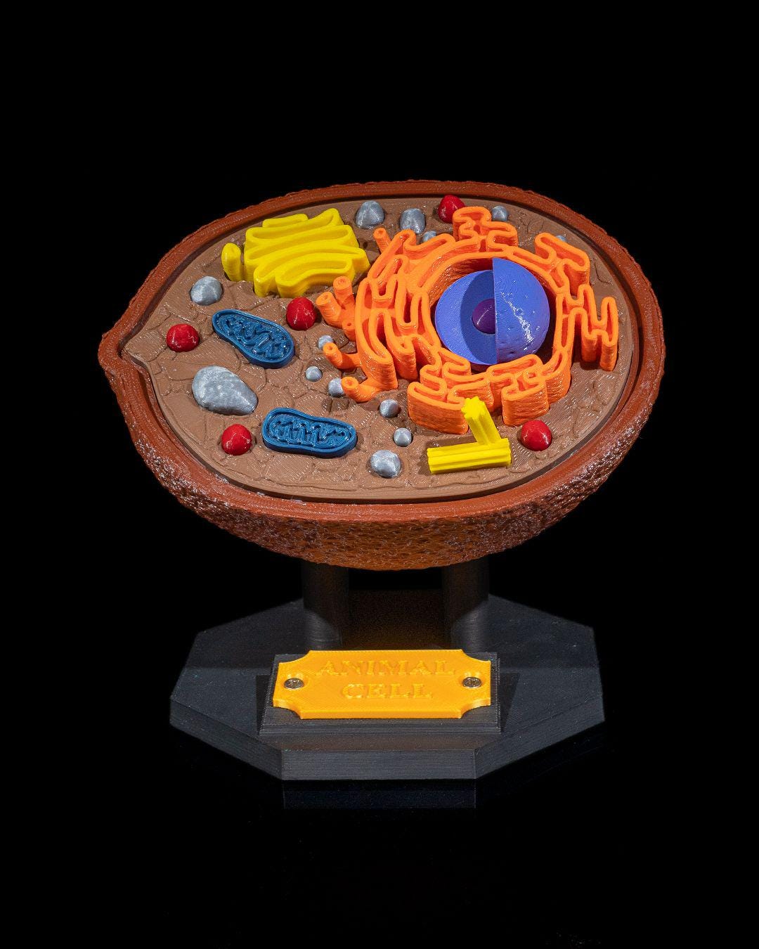 3D Printed Animal Cell Model – A Perfect Blend of Education and ...