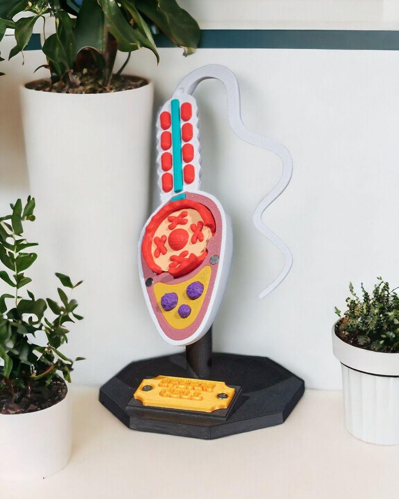 3D Printed Sperm Cell Model A Must-have for Biology Classrooms - Etsy