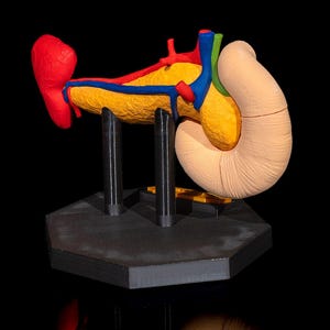 Pancreas Biology Model – A Hands-on Learning Tool for Understanding ...