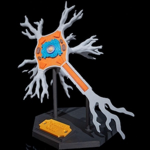 3D Printed Nerve Cell Cross-section – Dive Deep Into Neuroanatomy - Etsy