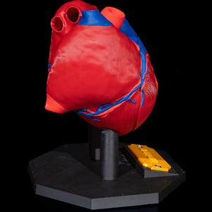 3D Printed Heart Model – A Detailed and Educational Anatomical Tool! - Etsy