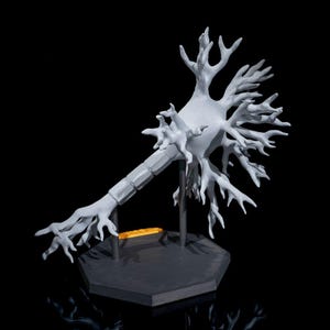 3D Printed Nerve Cell Cross-section – Dive Deep Into Neuroanatomy - Etsy