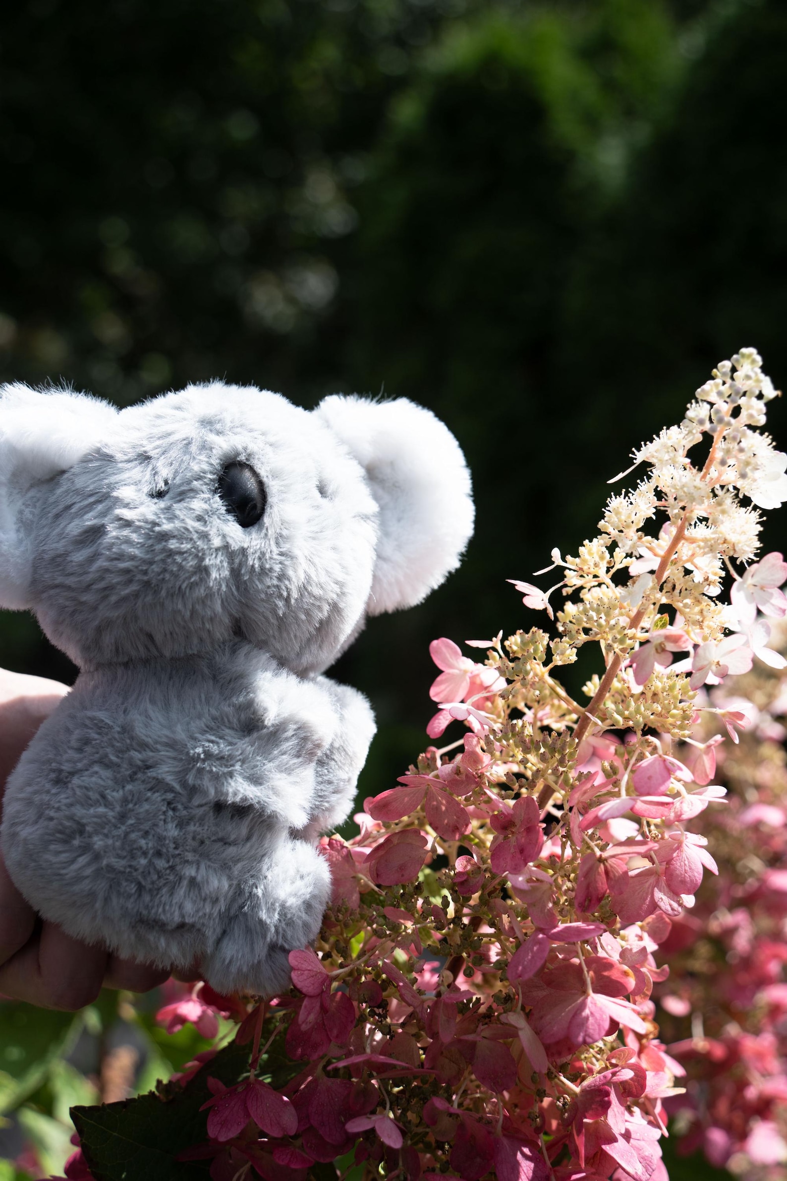 Koala Plushie, Koala Clingy Plushie, Koala Stuffed Animal, Koala Animal ...