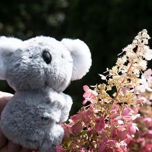 Koala Plushie, Koala Clingy Plushie, Koala Stuffed Animal, Koala Animal ...